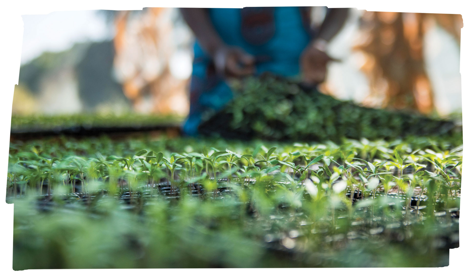 Pillar 4: Sustainable Livelihood Opportunities - VCA Framework 2.0